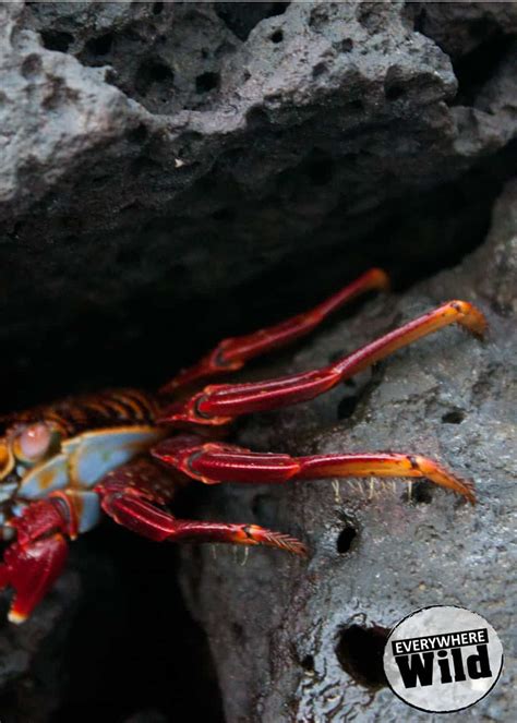 7 Facts About The Awesome Galapagos Sally Lightfoot Crab Everywhere Wild