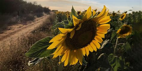 Извънредна помощ за земеделието Invest In Bulgaria