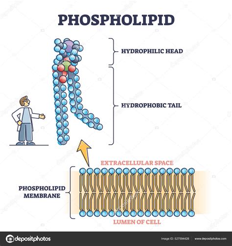 Fosfolipiddiagram Flexi Answers What Is The Fluid Mosaic Model Of