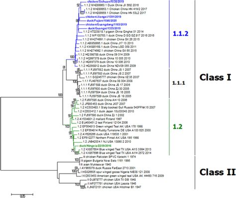 Newcastle Disease Virus Plos One