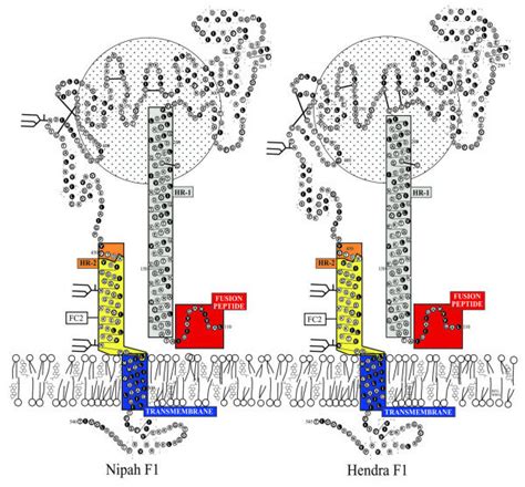 Hypothetical Models Of The Transmembrane F1 Glycoproteins Of Hendra Download Scientific