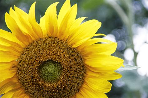 큰 줄무늬 해바라기 씨앗