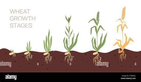 Wheat Growth Stages Agricultural Plant Growing From Seeds To Rye Ears