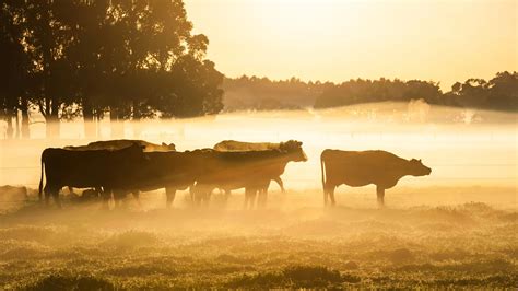 La Vaca Argentina Del Futuro Logran Mejorar El Adn De Los Animales En