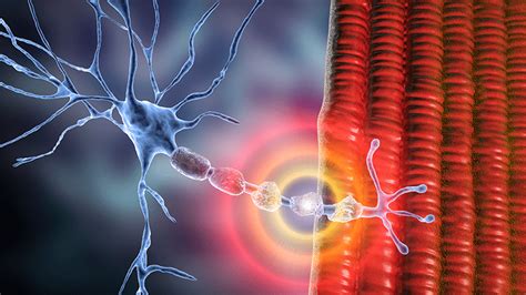 Guide To Different Types Of Neuropathy Momentum Medical