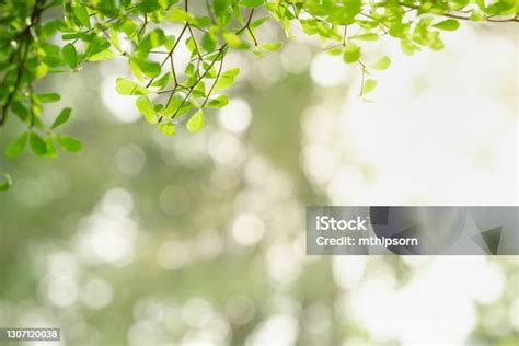 아름다운 자연은 보케와 햇빛 아래 흐린 녹지 배경에 녹색 잎을보고 배경 자연 식물 풍경 생태 벽지 개념으로 사용하여 공간을