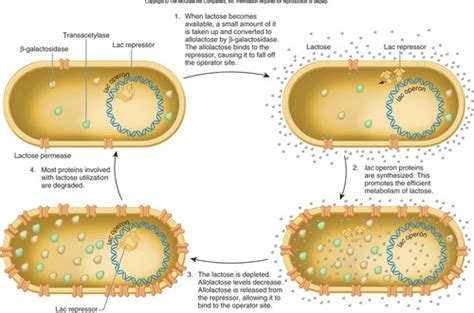 Ch 14 Gene Regulation In Bacteria Flashcards Quizlet