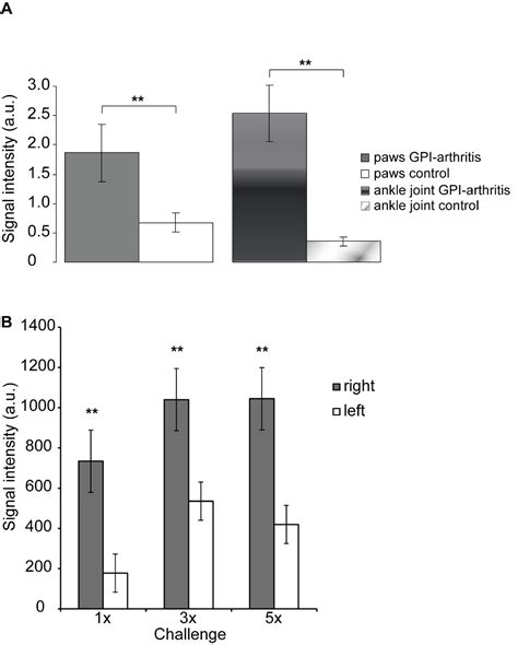 Non Invasive In Vivo Fluorescence Optical Imaging Of Inflammatory MMP Activity Using An