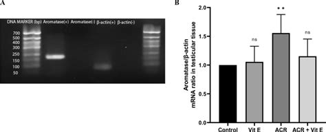 Analysis Of Aromatase Mrna Gene Expression In Testicular Tissue A Download Scientific Diagram