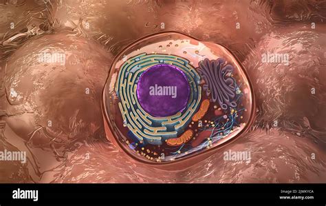 Cell Membrane Cross Section Banque De Photographies Et Dimages à Haute
