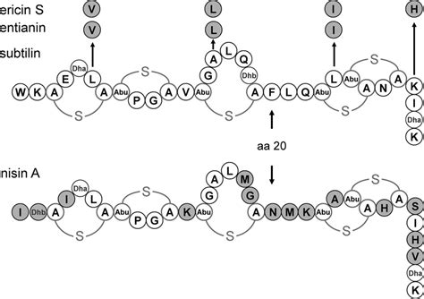 structures of subtilin like lantibiotics subtilin entianin and ericin