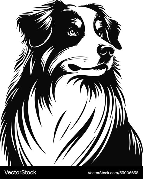 Australian Shepherd Silhouette White Background Vector Image