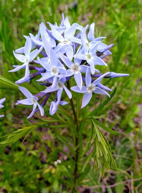 Blue Star Flower