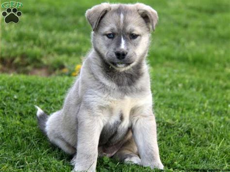 Labradoodle Pitbull Mix 142 Best Images About The Love Of Dogs On