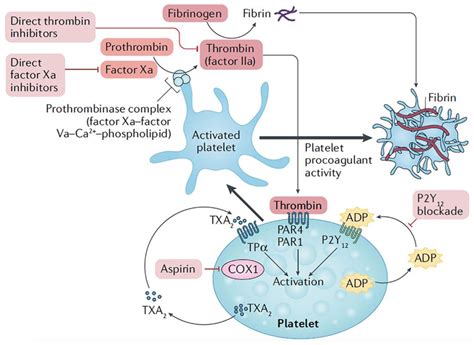 Interplay Between Antiplatelet And Anticoagulant Therapies On Thrombus Download Scientific