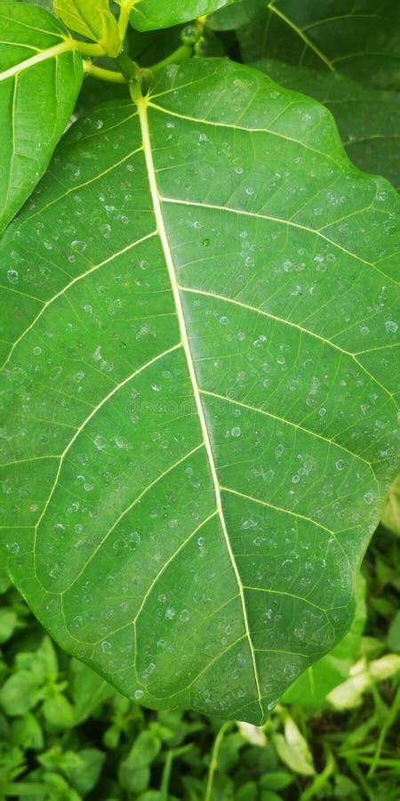 White Spots On The Leaf Surface Which Are Attacked By Plant Pests Stock