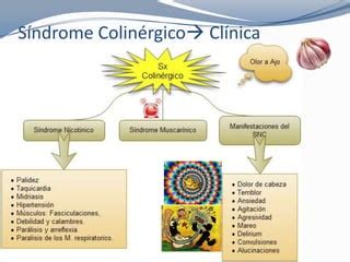 Síndromes Toxicológicos Pptx