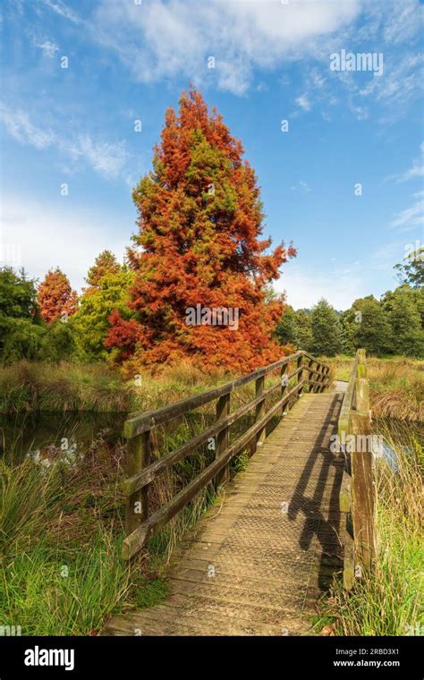 Autumn Landscape With A Red Colored Tree Along Side Of A River With A Wooden Bridge Crossing