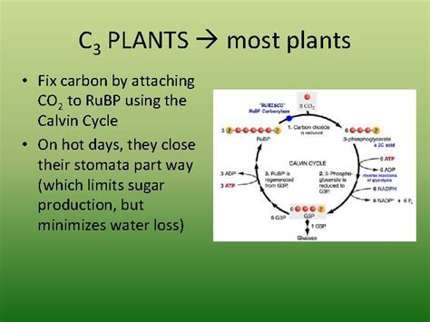 Plant Adaptations C 3 Plants C 4 Plants
