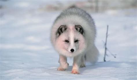 Do Arctic Foxes Hibernate Migrate Or Adapt Adapt Heres How