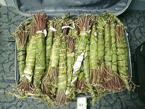 Khat ~ Detailed Information Photos Videos