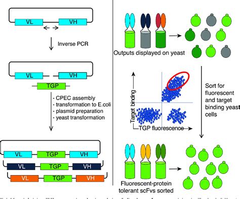Figure 2 From Direct Selection Of Functional Fluorescent Protein