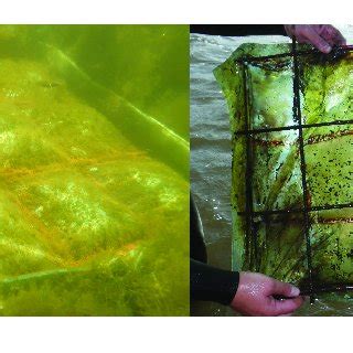 Soft Substrate Community Covered By Plastic Bag After 1 Month Of Download Scientific Diagram