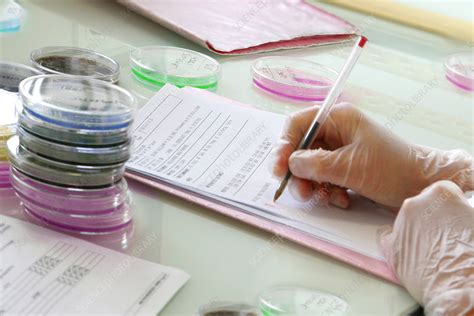 Bacteriology Stock Image C0152302 Science Photo Library