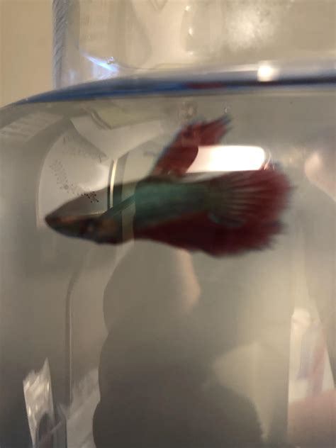 Can Someone Sex My Fish R Bettafish