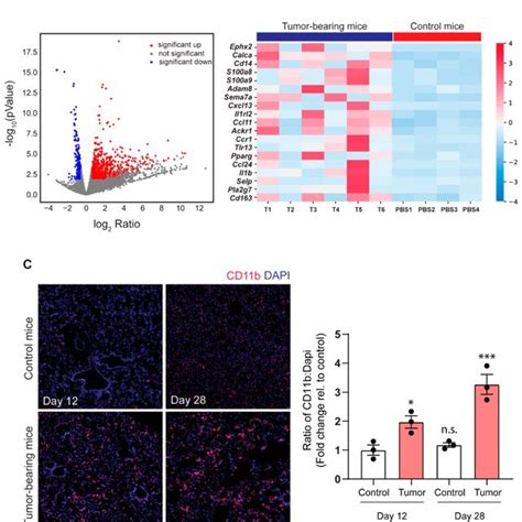 Transcriptomic Profiling Of Pre Metastatic Lungs Demonstrates An Download Scientific Diagram