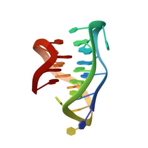 Rcsb Pdb 8jih Human Telomere Two Quartet G Quadruplex At Ph 5 0