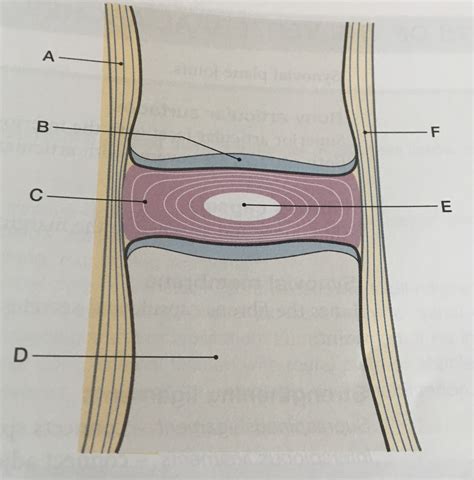 Diagram Of Intervertebral Joint Quizlet