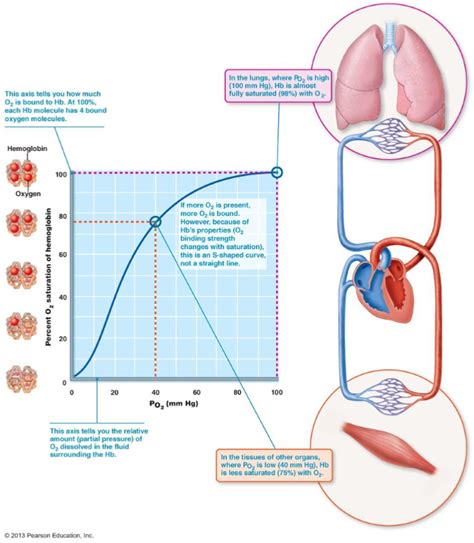 Oxyhemoglobin Curve Diagram Quizlet