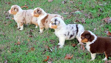 Australian Shepherd Colors Miniature Australian Shepherd Breed Guide