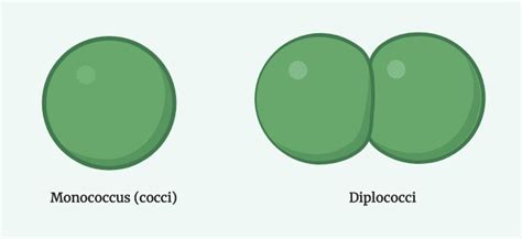 Morphology Of Bacteria Sizes Shapes Arrangements Examples With