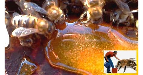 Как да осигурите качествено зимуване на пчелите Български Фермер