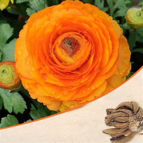 Buy Ranunculus Flower Bulbs Online From Nurserylive At Lowest Price