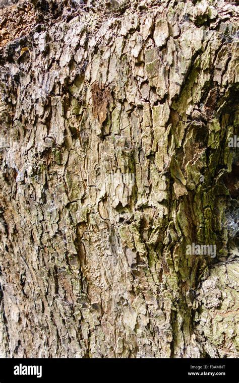 The Gnarled Surface Of An Ancient Pear Tree On A Nature Reserve In The