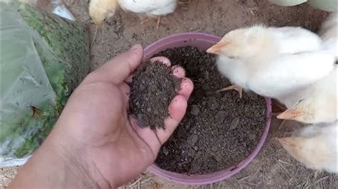 เพาะพันธุ์แหนแดงง่ายๆ Youtube