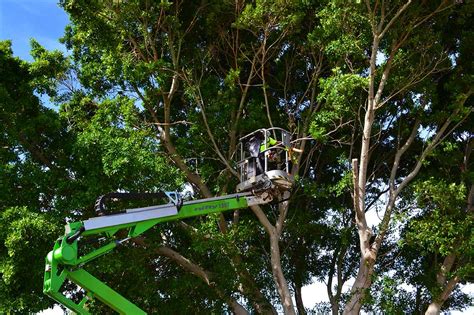 Expert Tree Lopping And Removal Services