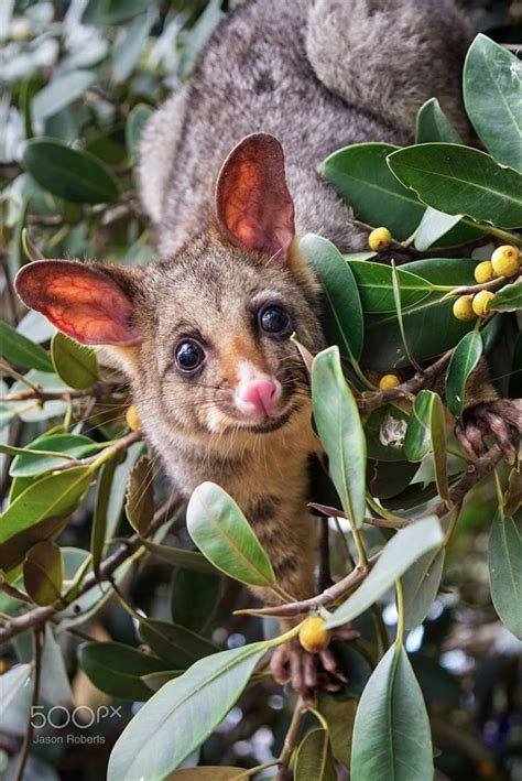 Australian Possum In Natural Habitat