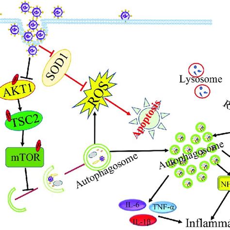 Influenza Virus Induced Autophagy To Promote Its Replication