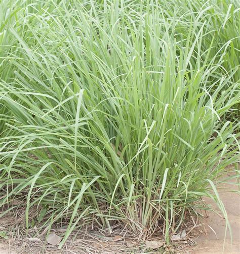 Lemongrass Seeds West Coast Seeds