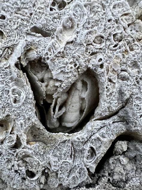 Fossiliferous Limestone R Fossils