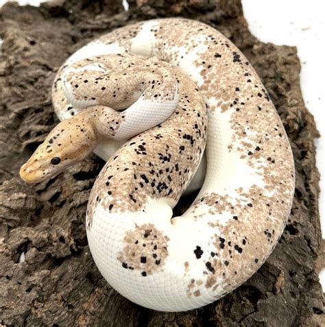 Pied Banana Pastel Ball Python By Herps Etc Reptiles