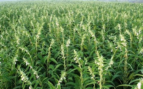 Farmers Growing Sesame Simsim Have A Wide Range Of Benefits