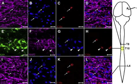 C Fos Expression In Spinal Cord After Electrical Stimulation At The