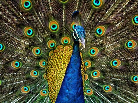 Arctic Poppy Adaptations In The Tundra 10 Fascinating Ways This Flower