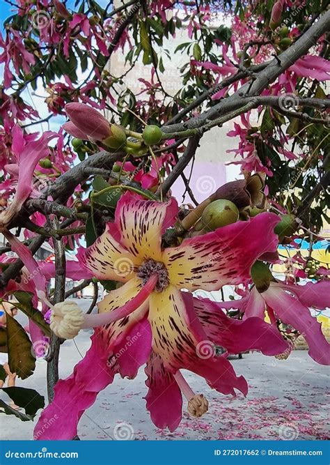 Ceiba Is Magnificent Ceiba Speciosa Chorisia Is Magnificent Chorisia