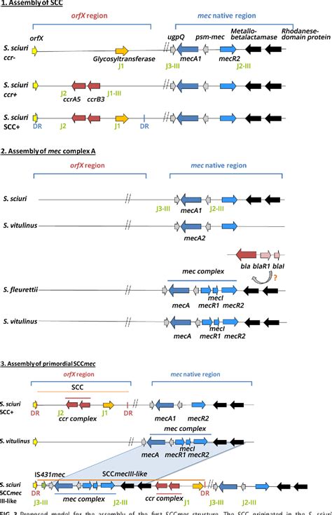 Staphylococcus Vitulinus Semantic Scholar